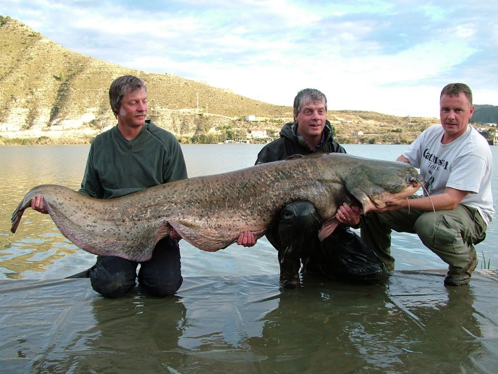 River Ebro Catfish Tours - Ebro Expert