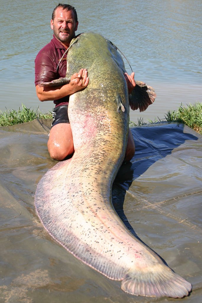 Ebro Catfish and Carp Gallery - Ebro Expert