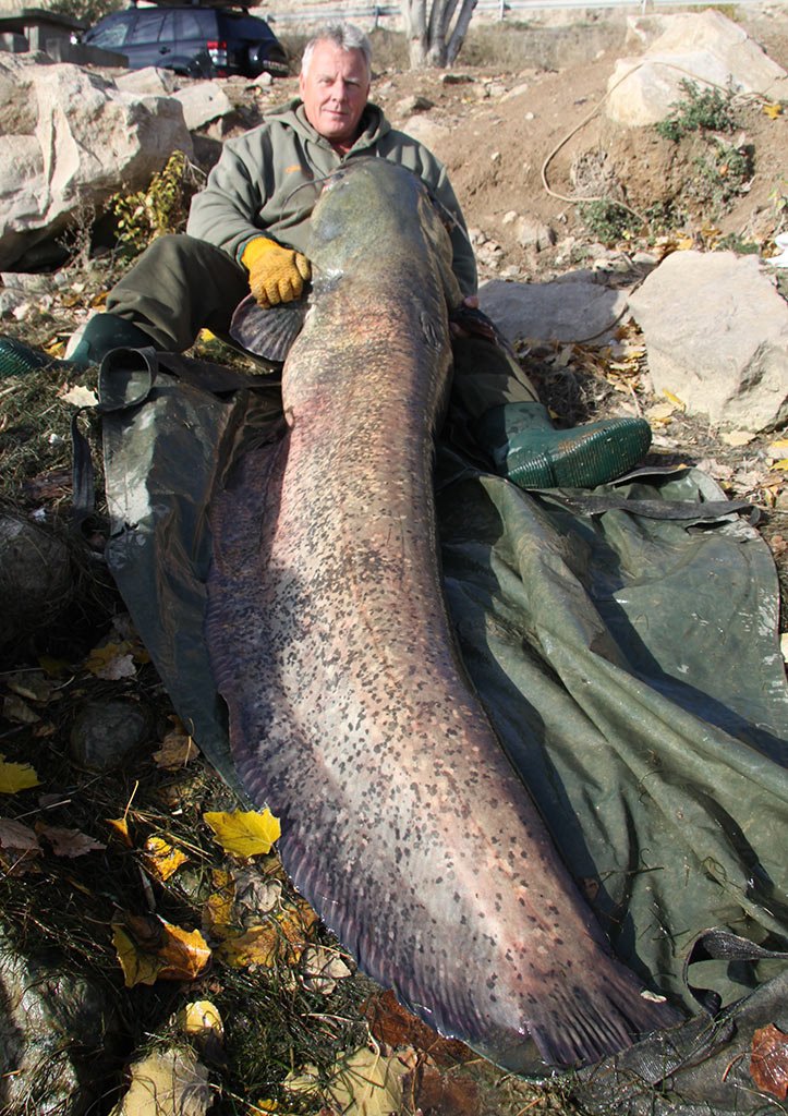 Ebro Catfish and Carp Gallery - Ebro Expert